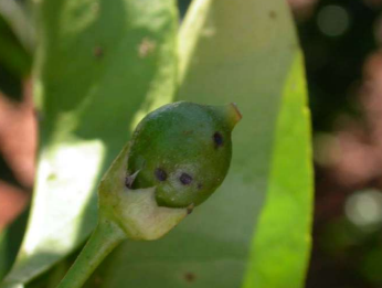 Alternaria in Citrus: How to Prevent and Control its Advance in the ...