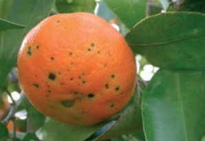 Alternaria in Citrus: How to Prevent and Control its Advance in the ...
